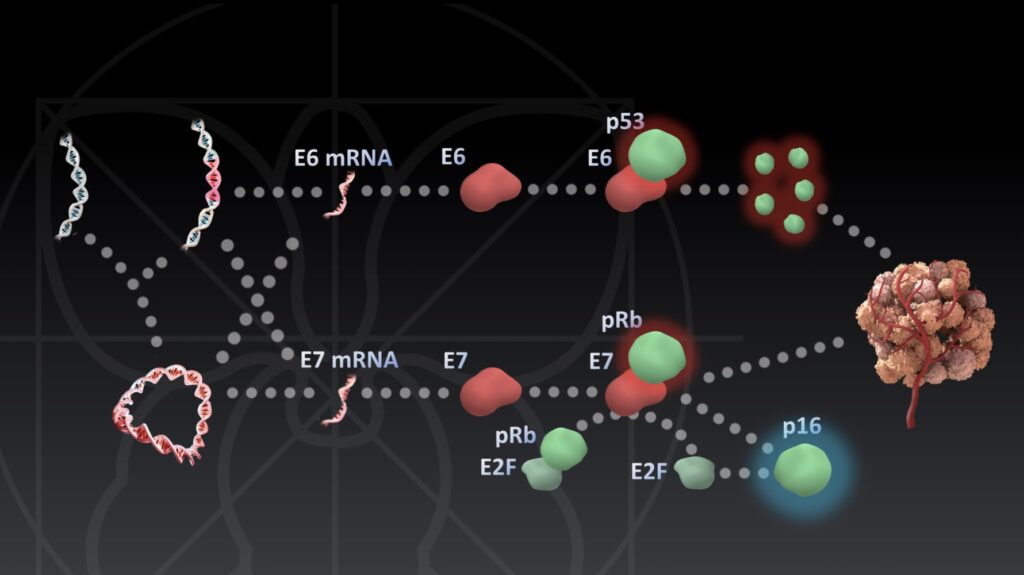 医学研究におけるグラフィカルアブストラクトの意義 - STUDIO BIUM